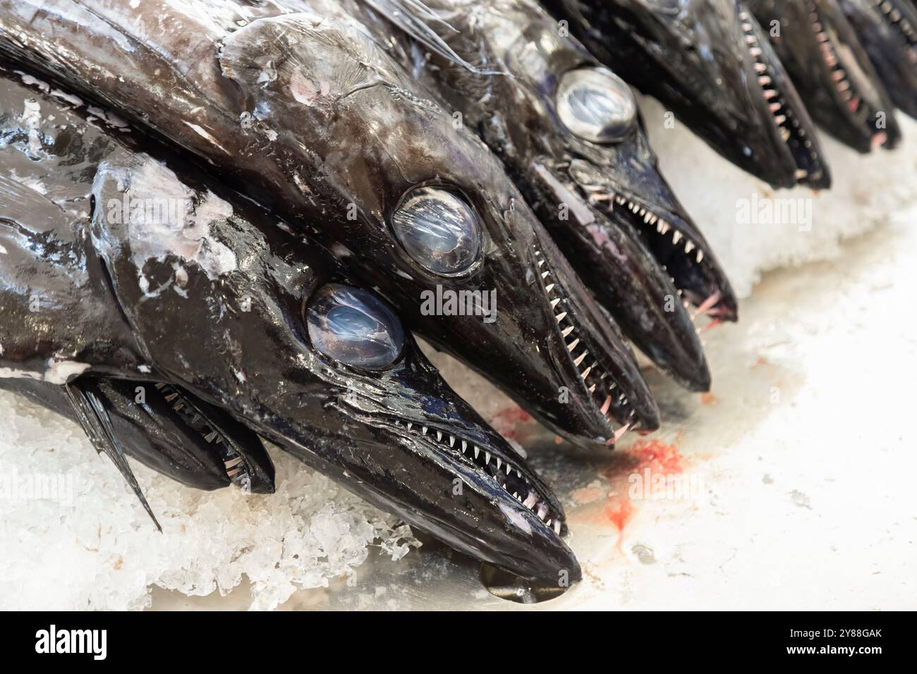 Black scabbardfish - Aphanopus carbo, on ice at Funchal fish market ...