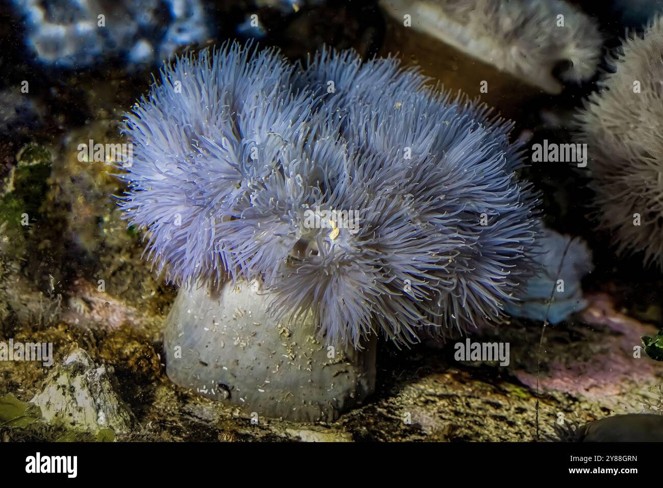 Metridiium dianthus hi-res stock photography and images - Alamy