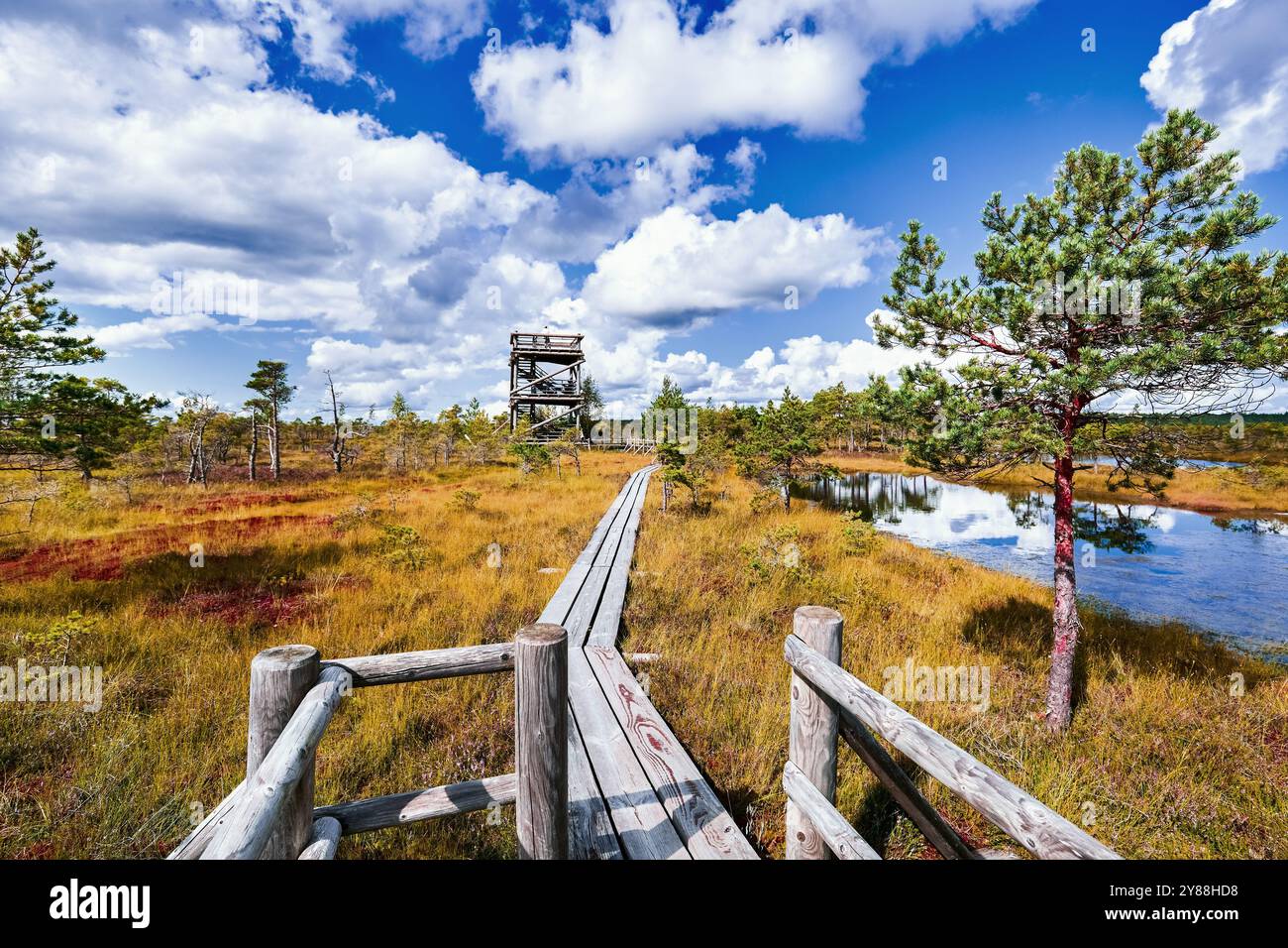 Raised bog, view from the observation tower. Sunny weather with fluffy ...