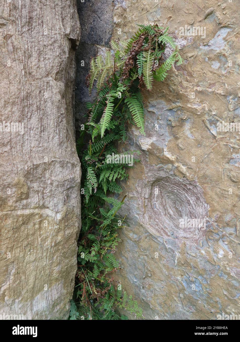 Ferns growing in a crack between two vertical ancient boulders - the ...