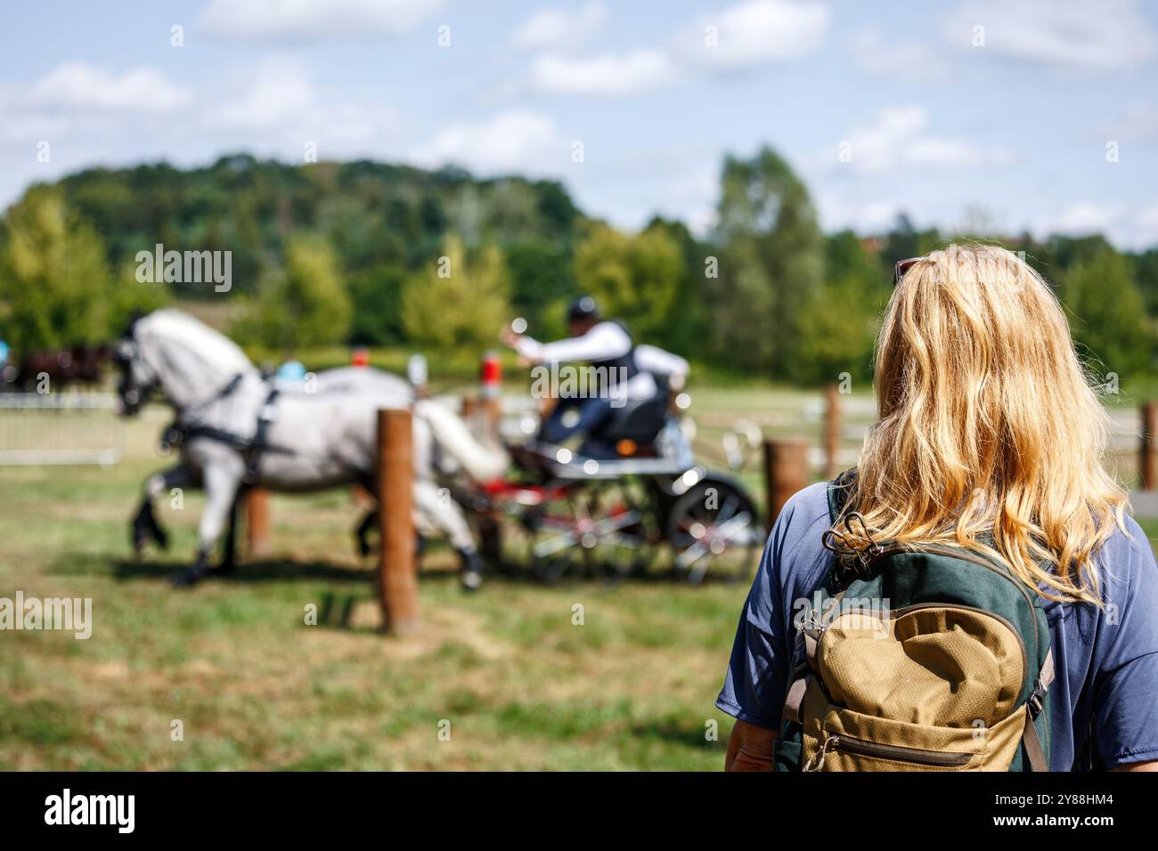 Woman spectator watching horse driving trials competition. Two white ...