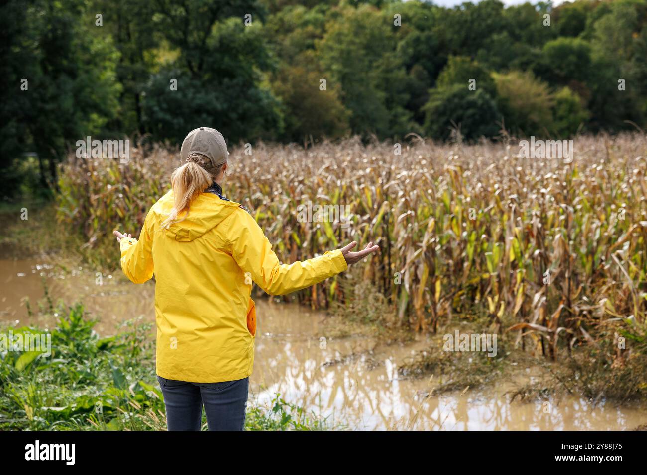 Worried farm worker looking at flooded corn field after rain. Impact of ...