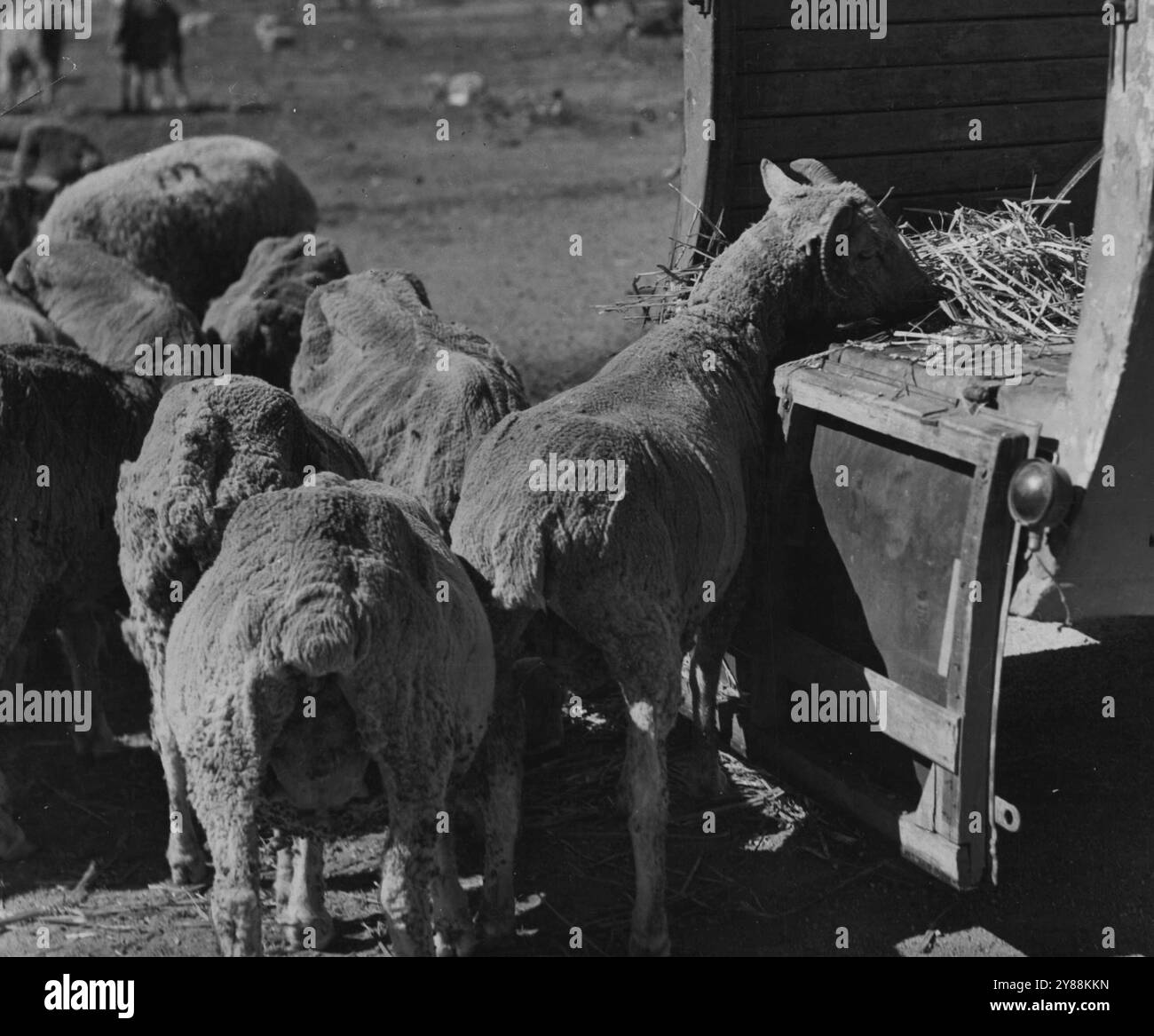 Starving animals hi-res stock photography and images - Alamy