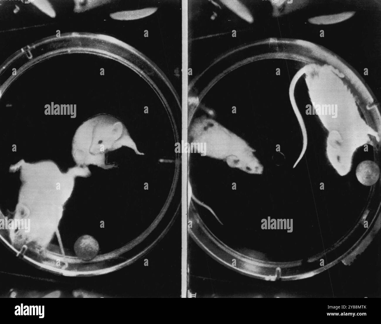 Of mice and men film hi-res stock photography and images - Alamy