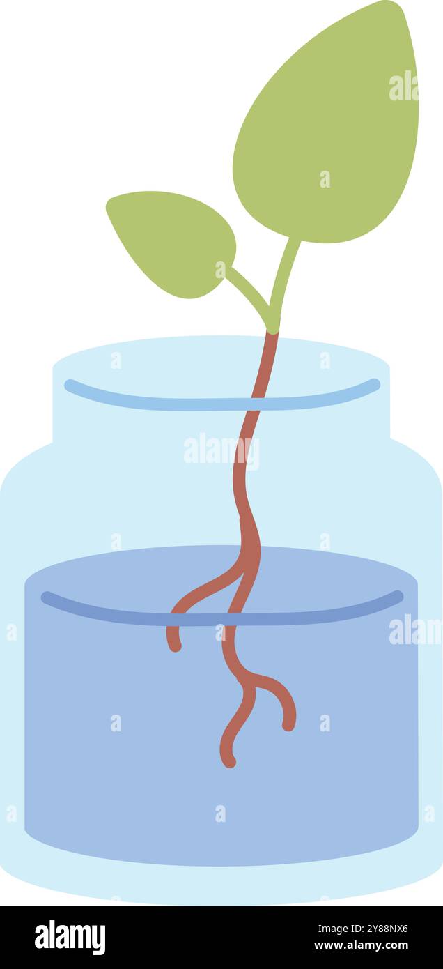 Plant grow root in water glass. Gardening process isolated on white ...