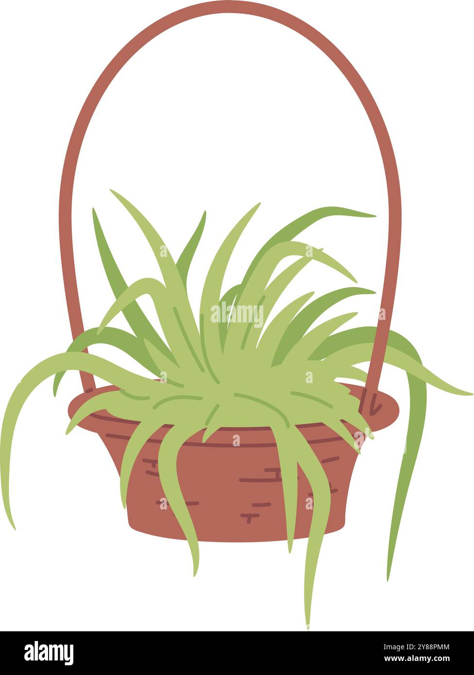 Chlorophytum color Stock Vector Images - Alamy