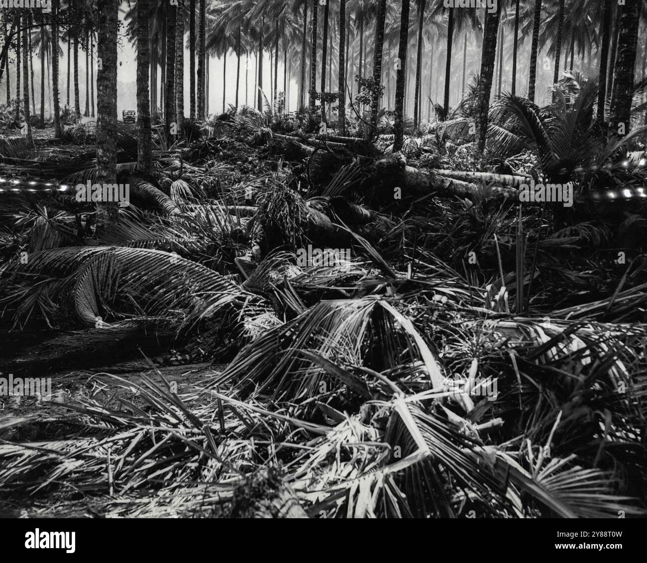 Site of Future Airstrip ,, This mass of fallen coconut trees is a part ...