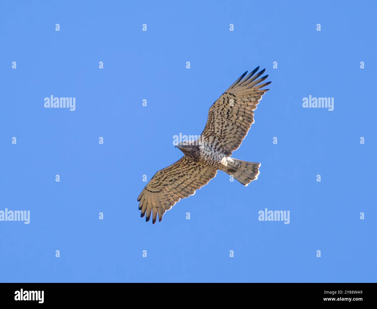 A short-toed snake eagle, Circaetus gallicus, also known as the short ...
