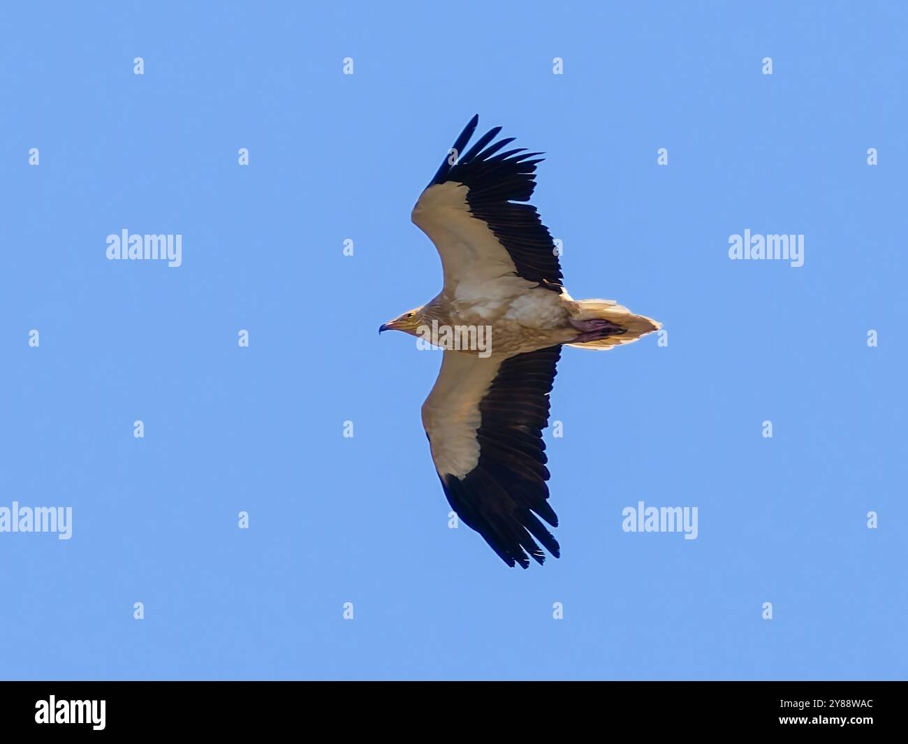 An Egyptian vulture, Neophron percnopterus, also called the white ...