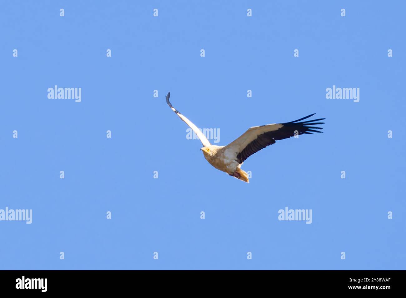 An Egyptian vulture, Neophron percnopterus, also called the white ...