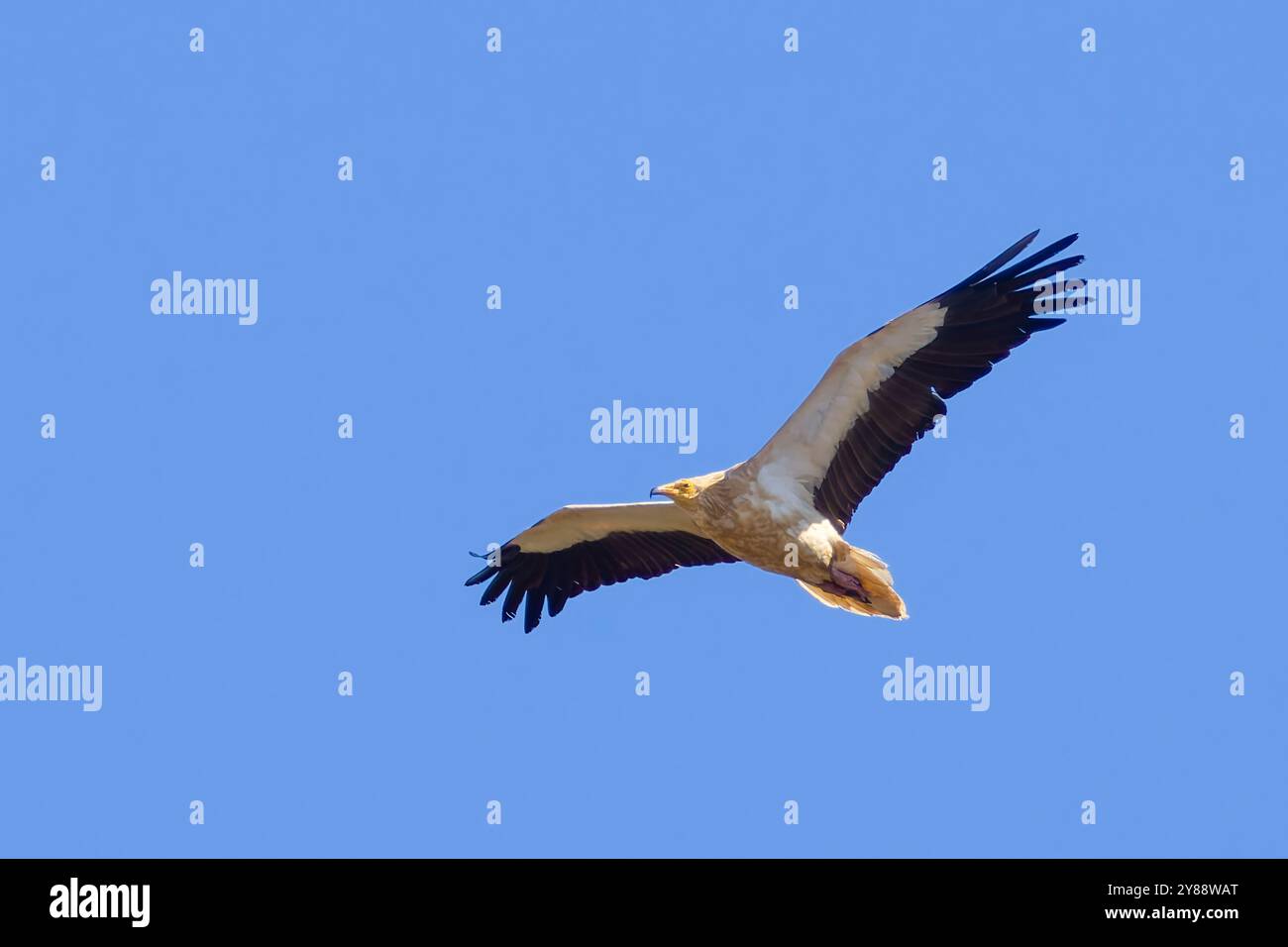 An Egyptian vulture, Neophron percnopterus, also called the white ...