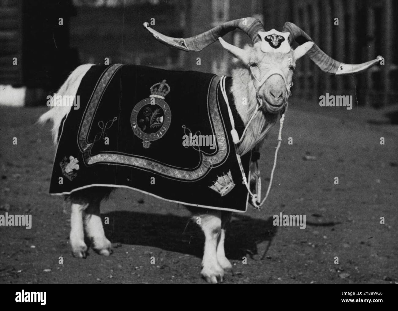 Regimental Mascot's Smart Coat -- "Rex" the goat mascot of the Welch ...
