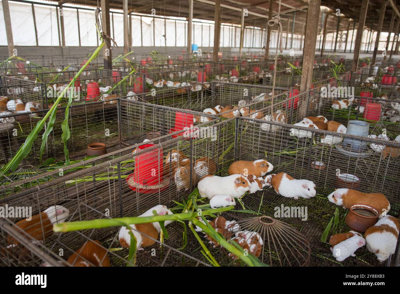 Peru Guinea Pigs are bred at an agricultural research farm for ...