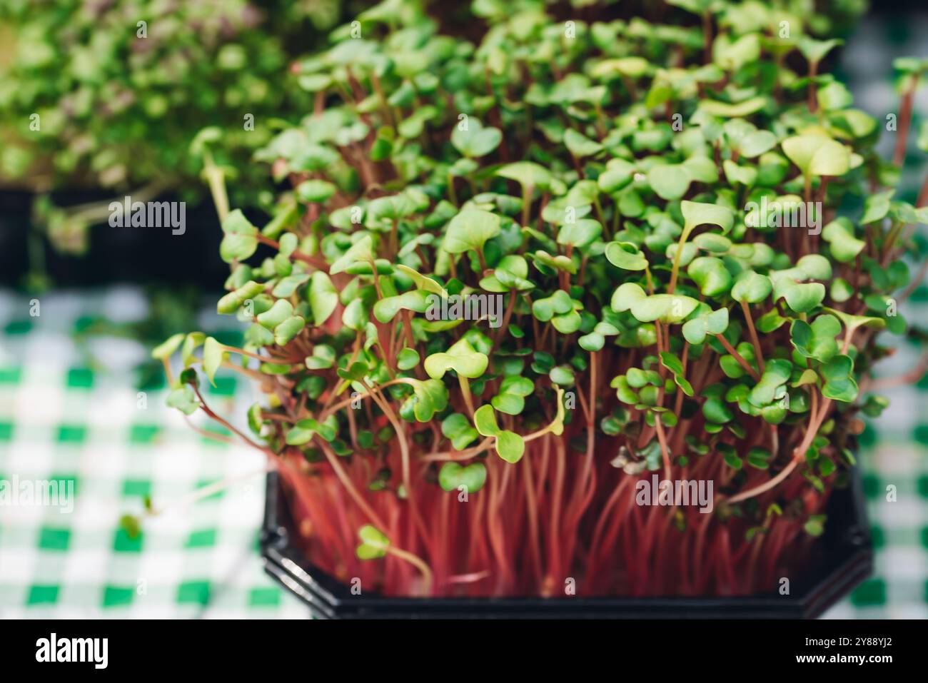 Radish microgreens. with seeds and roots. Germination of microgreens ...