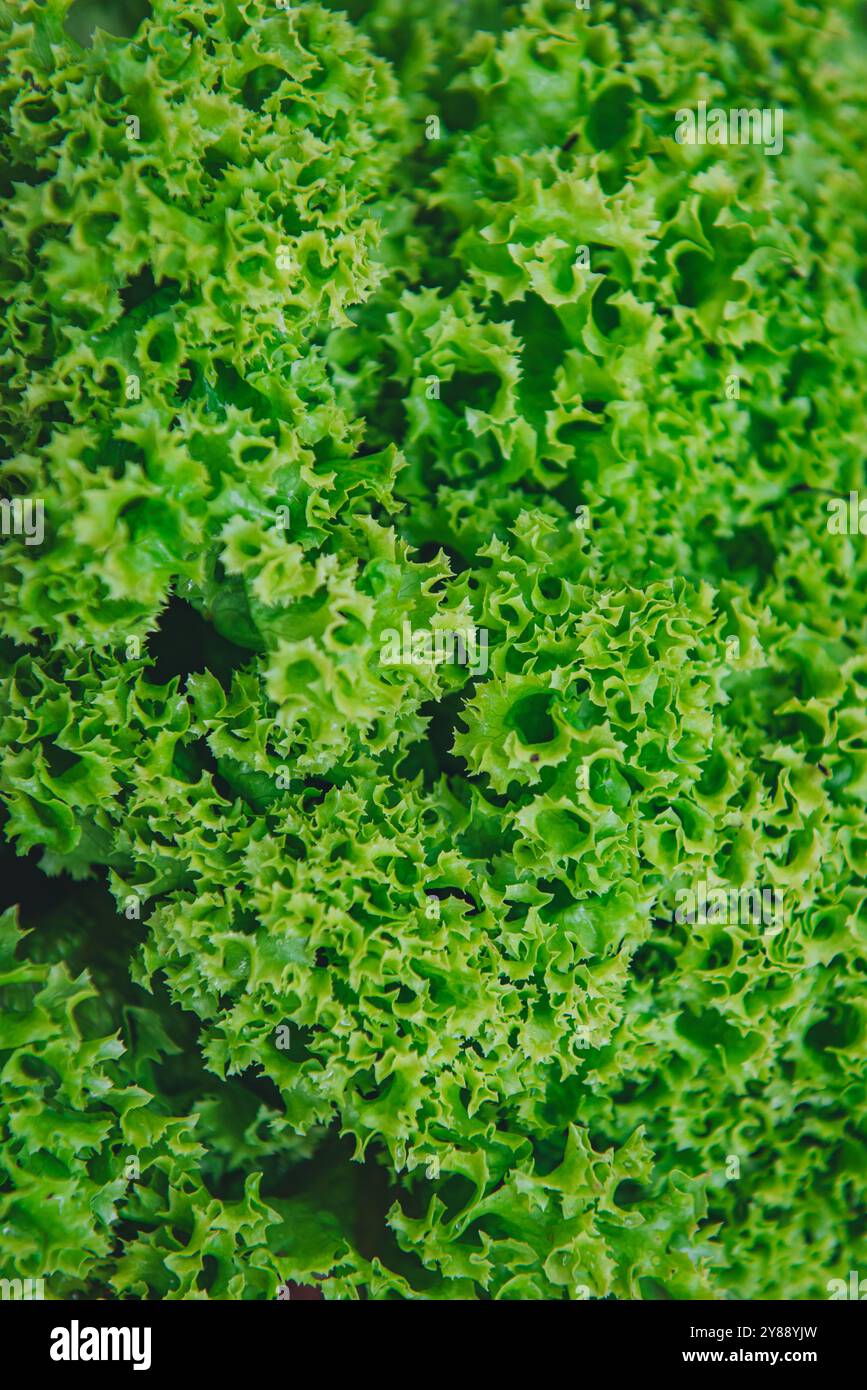 Lollo green lettuce, salad lettuce, leafy lettuce. top view Stock Photo ...