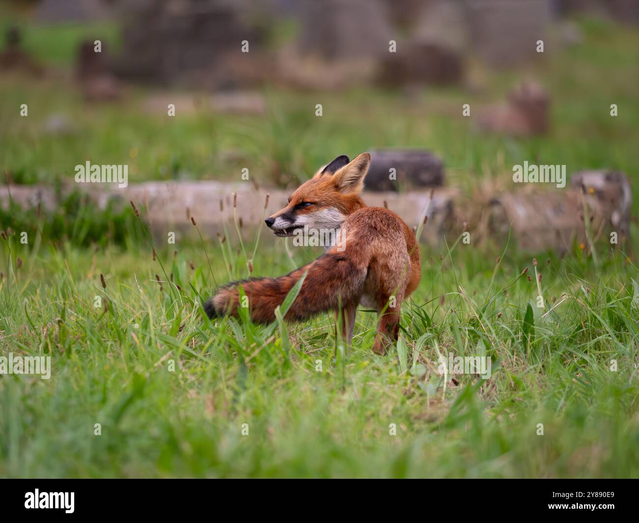 Alert red fox [ vulpes vulpes ] Stock Photo - Alamy