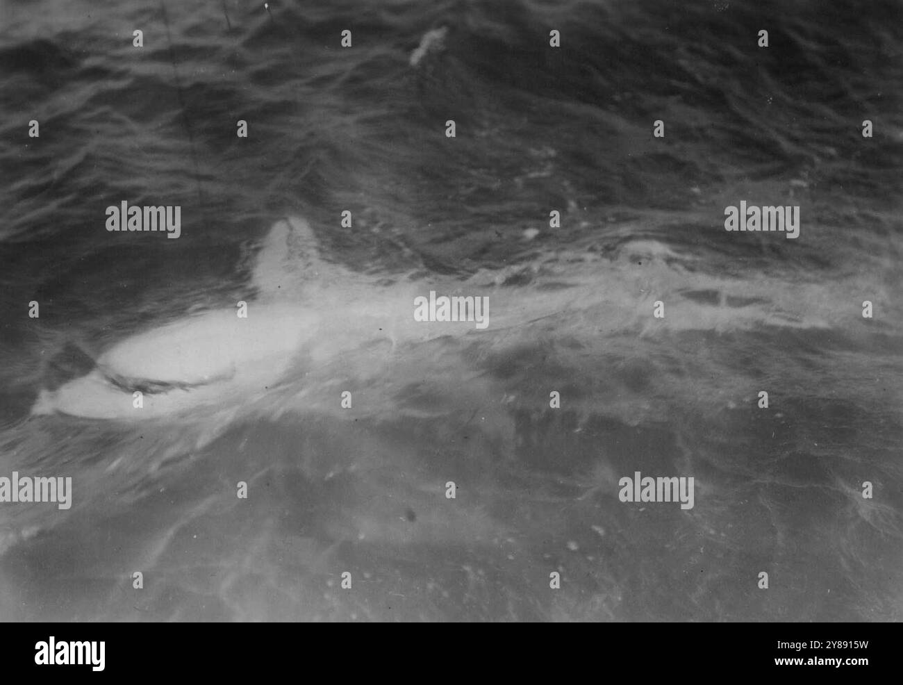 Shark fishing in Torres Straits. March 30, 1936 Stock Photo - Alamy