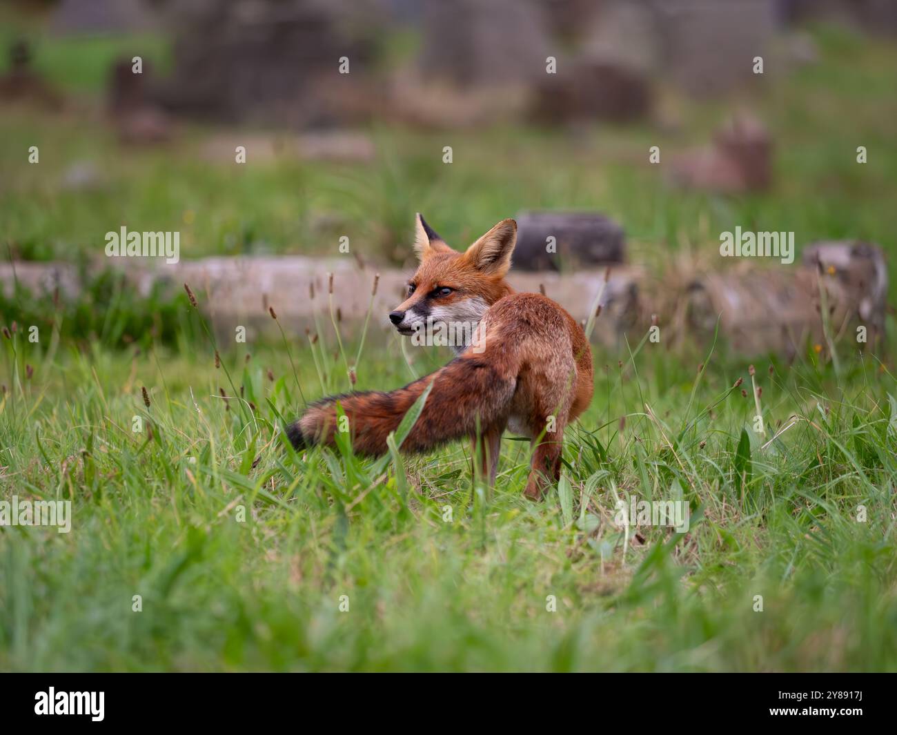 Alert red fox [ vulpes vulpes ] in Bristol UK Stock Photo - Alamy