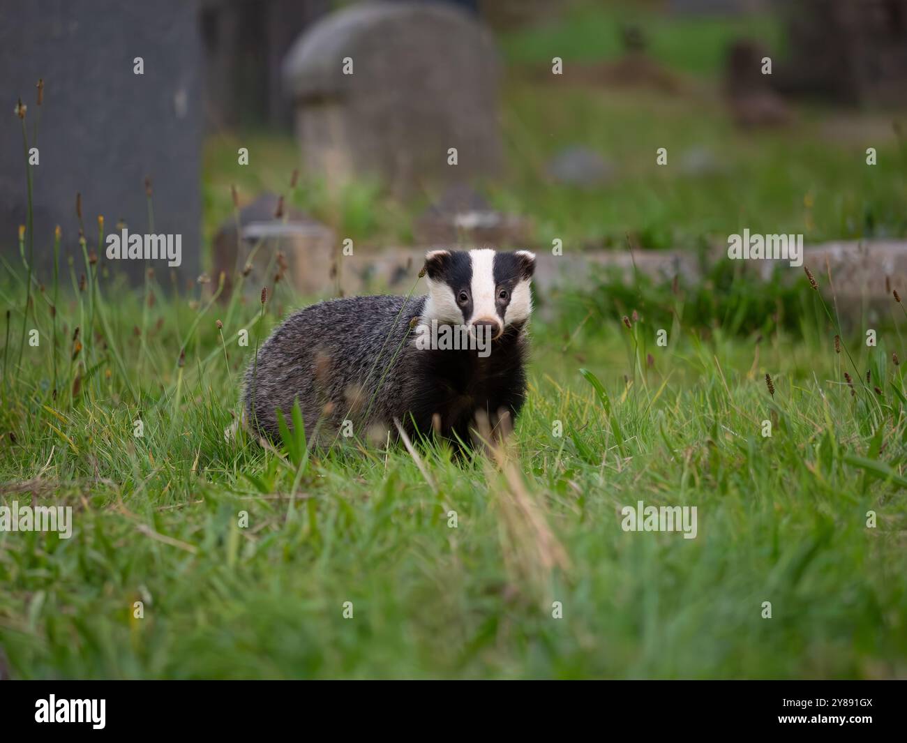 Wild Badger looking for food [ meles meles ] in the city of Bristol UK ...