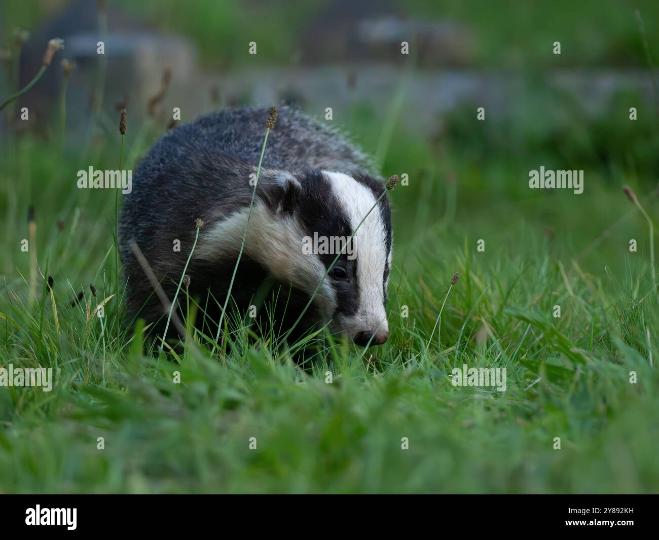 Wild Badger looking for food [ meles meles ] in the city of Bristol UK ...