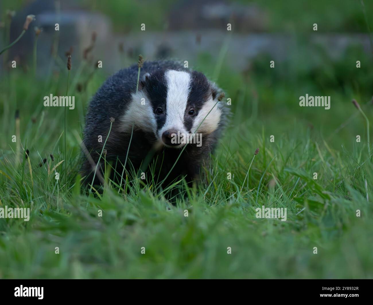 Wild Badger looking for food [ meles meles ] in the city of Bristol UK ...