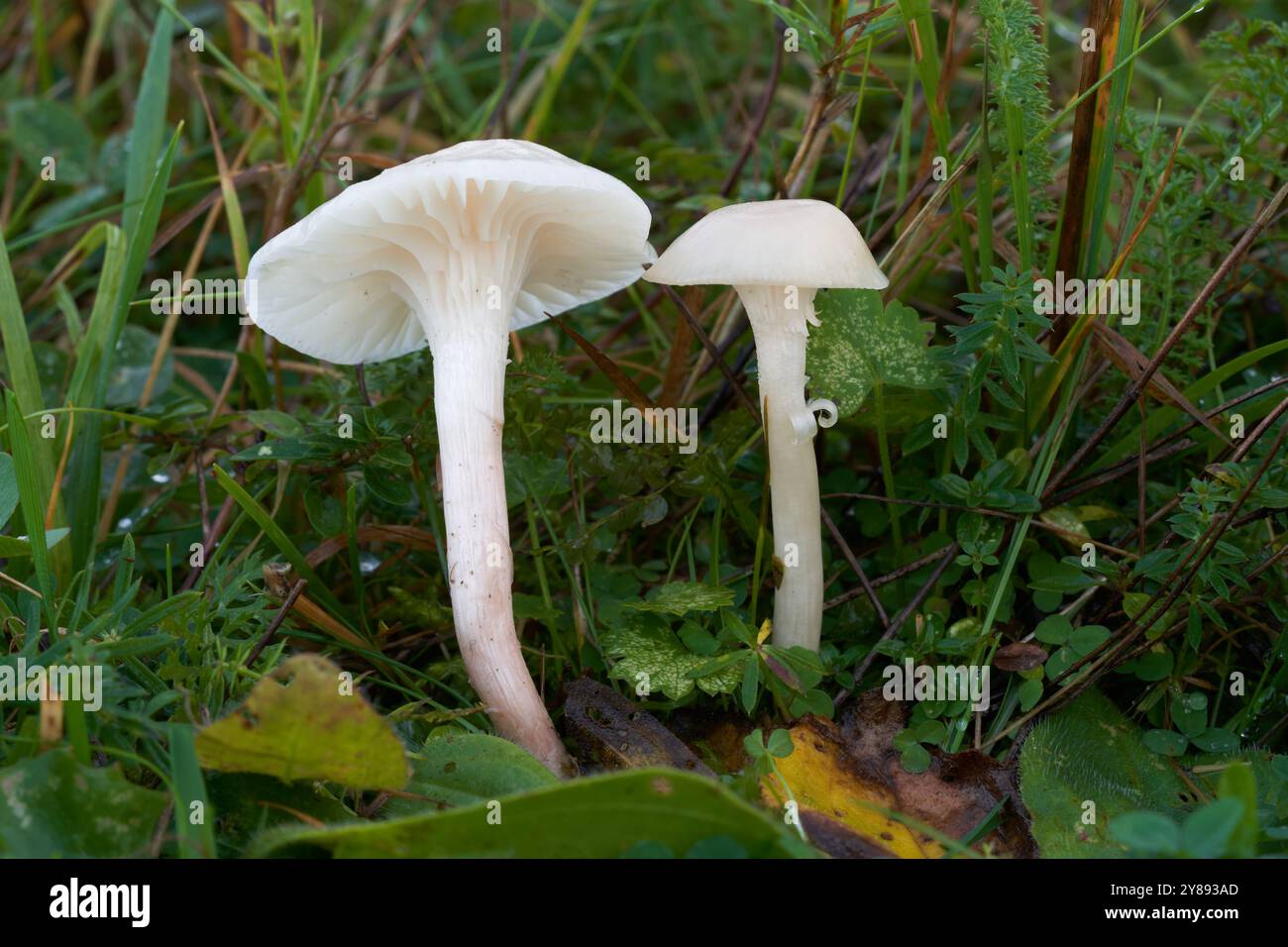 Edible mushroom Cuphophyllus virgineus in the grass. Known as Snowy ...