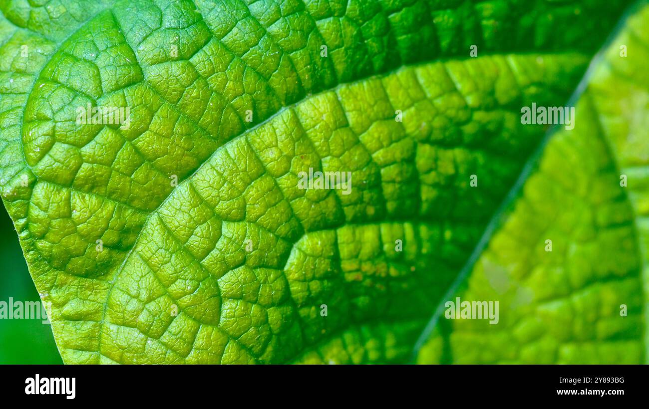 Close up green leaf texture pattern, leaf pattern background with veins ...