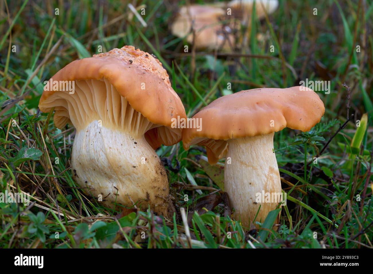 Cuphophyllus pratensis known meadow hi-res stock photography and images ...