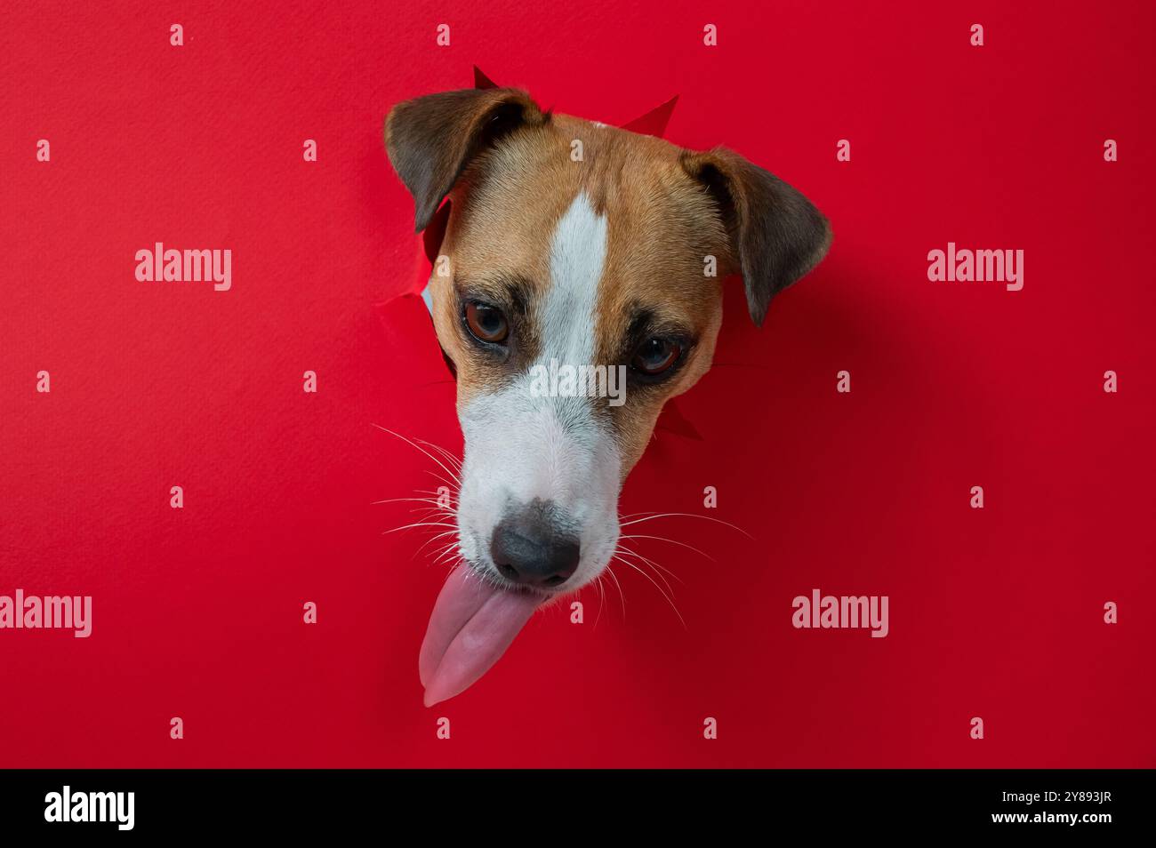 Funny dog licks his nose. Jack Russell Terrier head sticking out ...