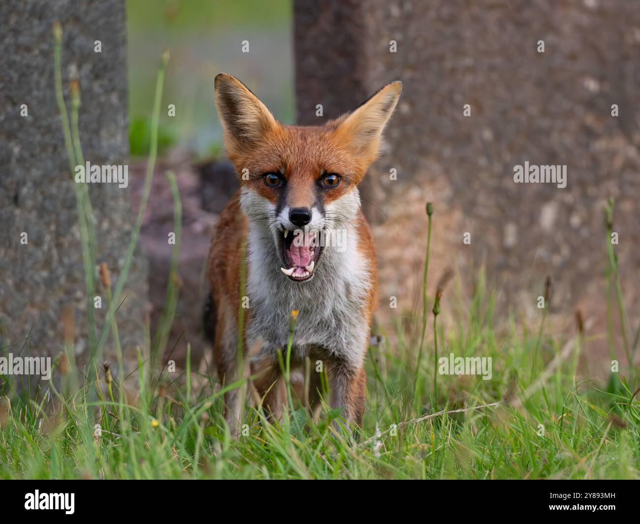 Alert red fox [ vulpes vulpes ] in Bristol UK Stock Photo - Alamy