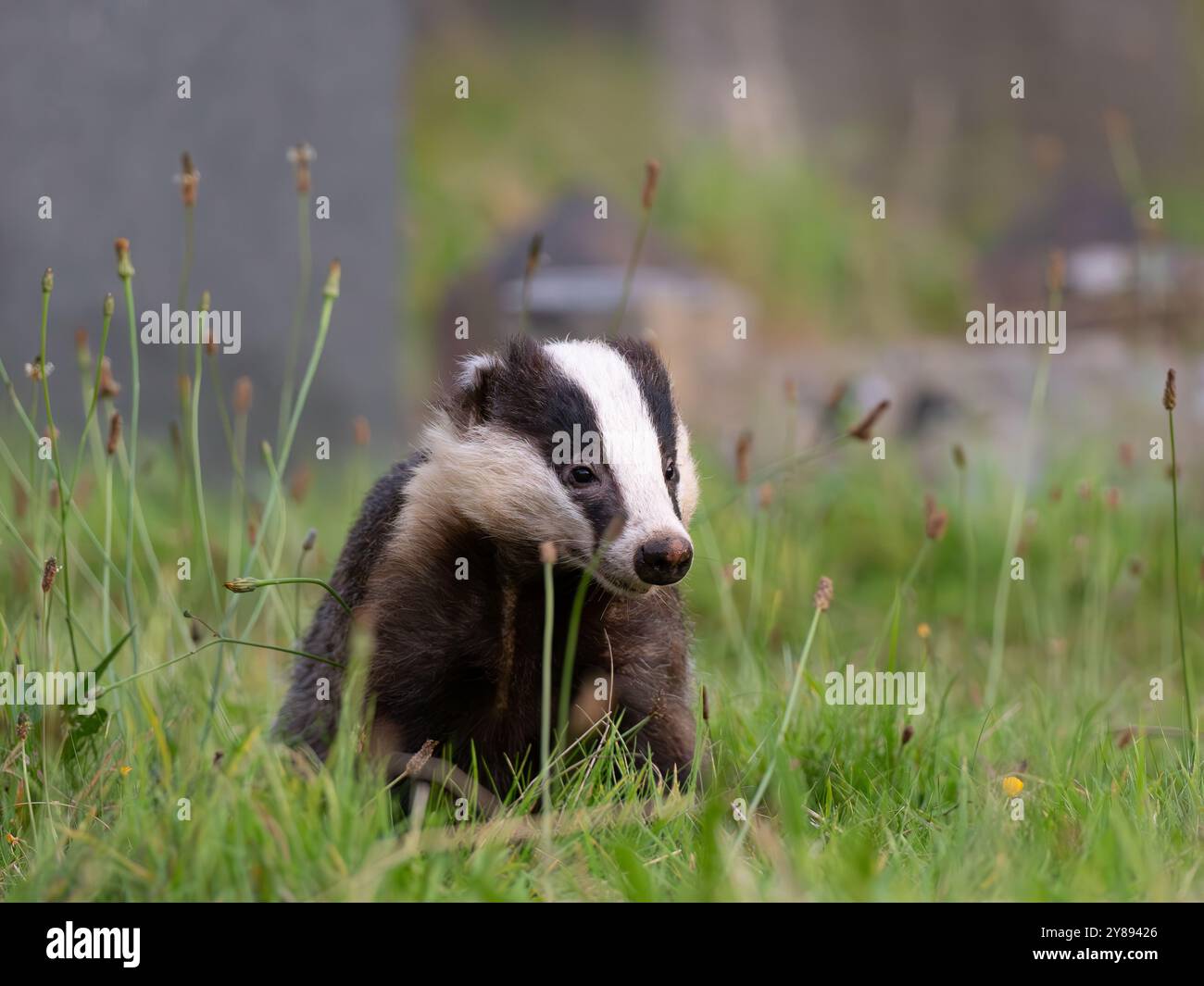Wild Badger looking for food [ meles meles ] in the city of Bristol UK ...