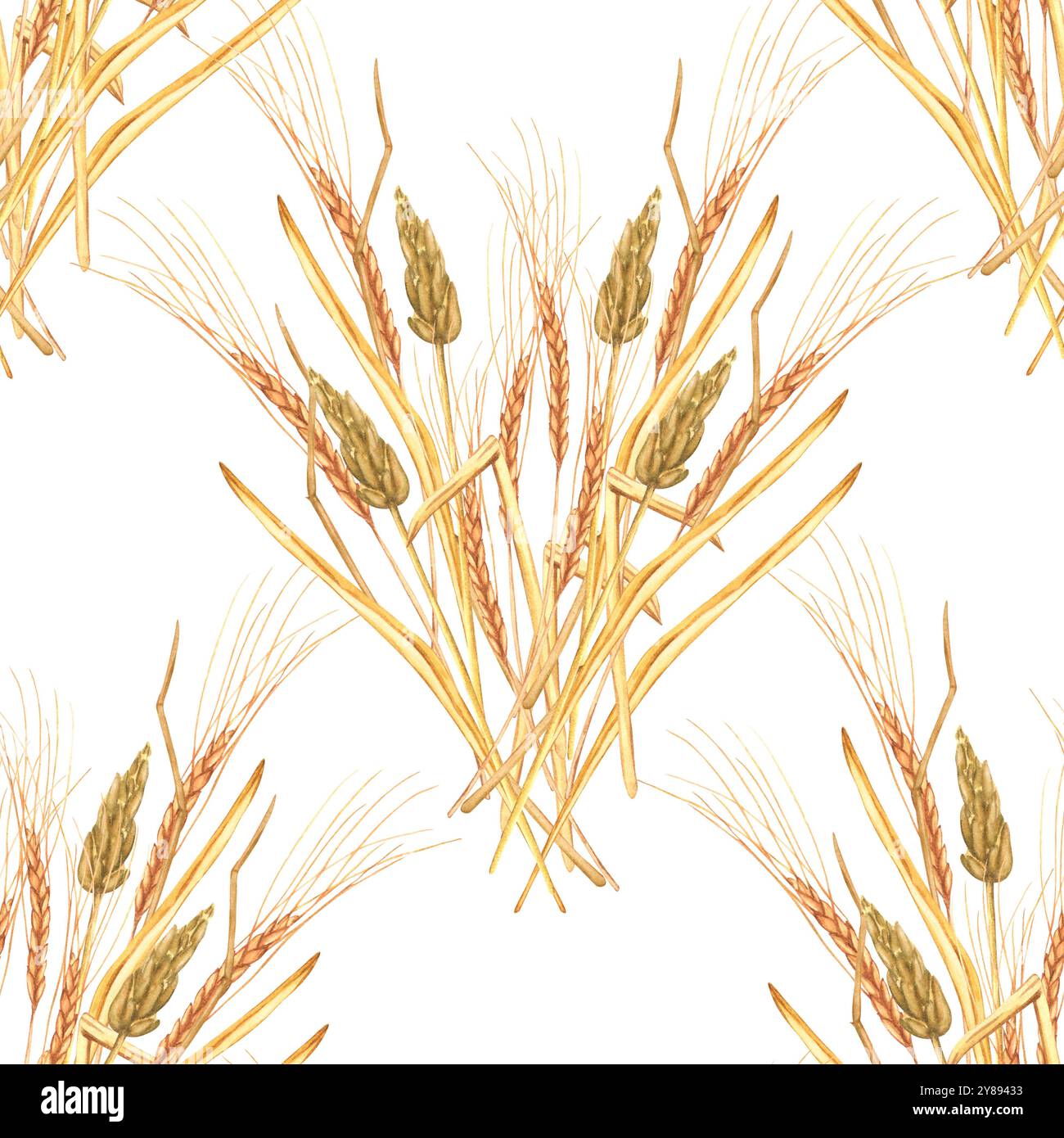 Barley botanical illustration Cut Out Stock Images & Pictures - Alamy