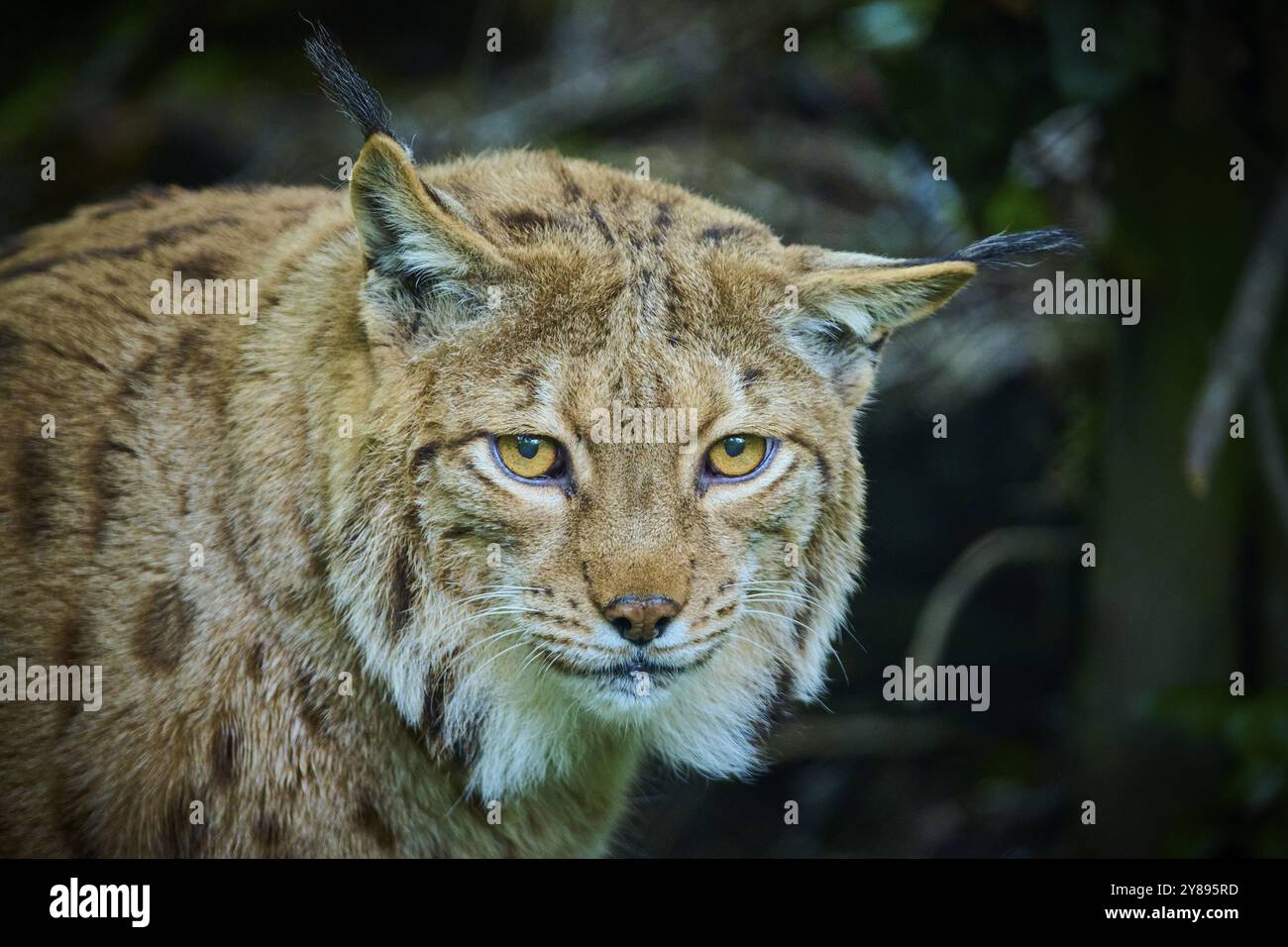 Eurasian lynx (Lynx lynx), observing attentively, its brown fur and ...