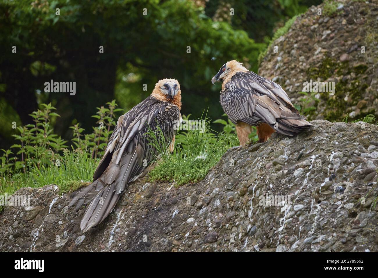 Two bearded vultures (Gypaetus barbatus), sitting on a rocky background ...