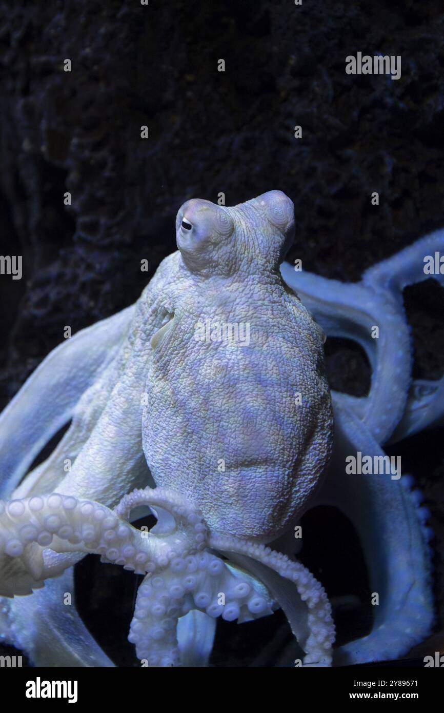 Octopus, octopus, (Octopus cyanea), aquarium, Odysseo Oceanarium ...