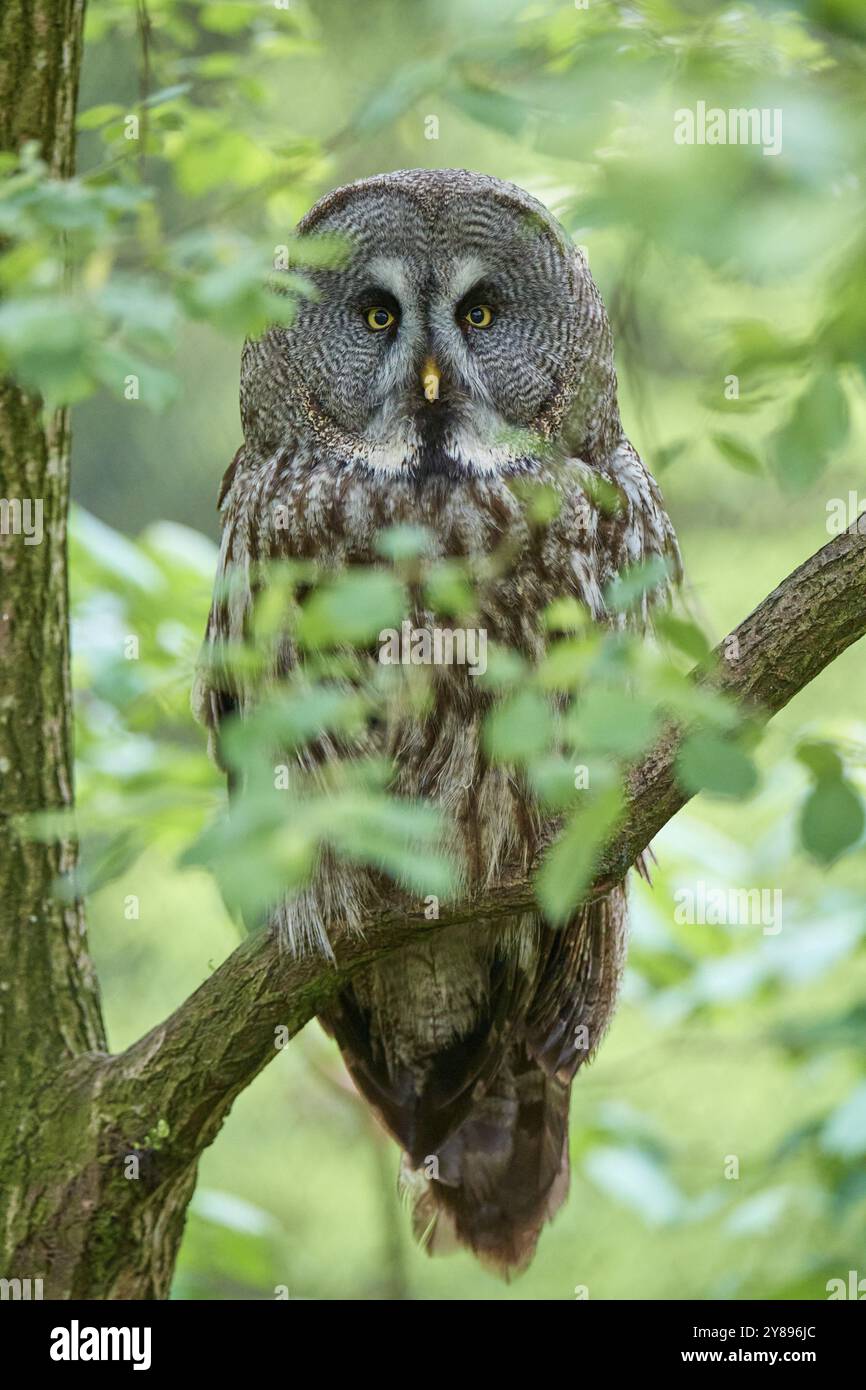 Bearded owl (Strix nebulosa), sitting quietly on a branch and observing ...