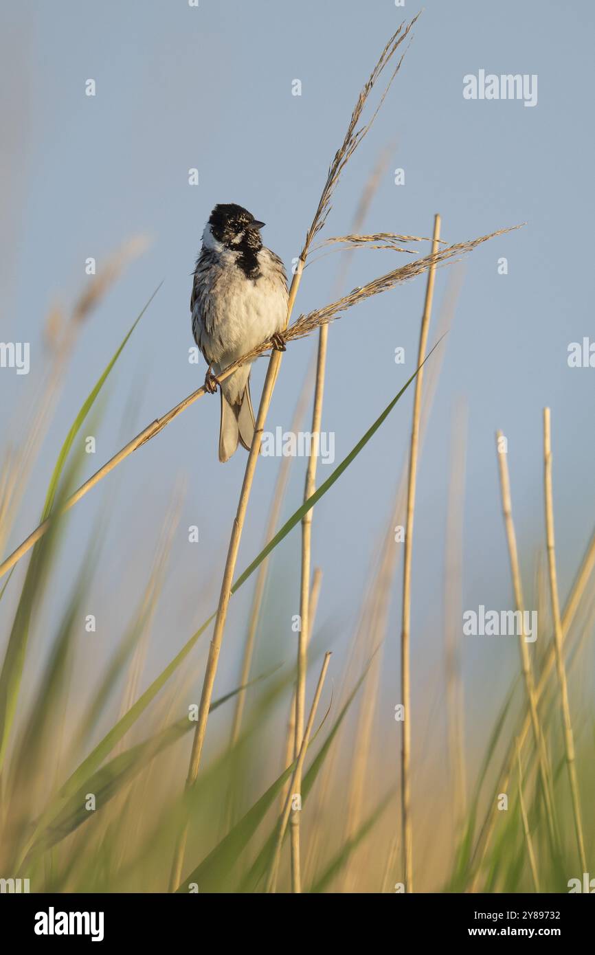 Reed bunting (Emberiza schoeniclus), male sitting on a reed, animal ...