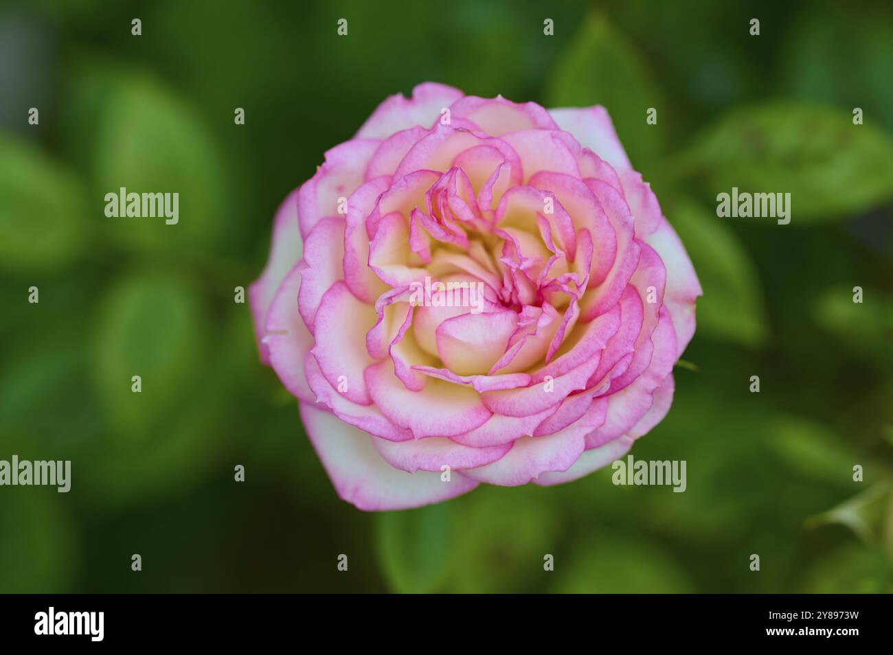 White roses against background bushes hi-res stock photography and ...