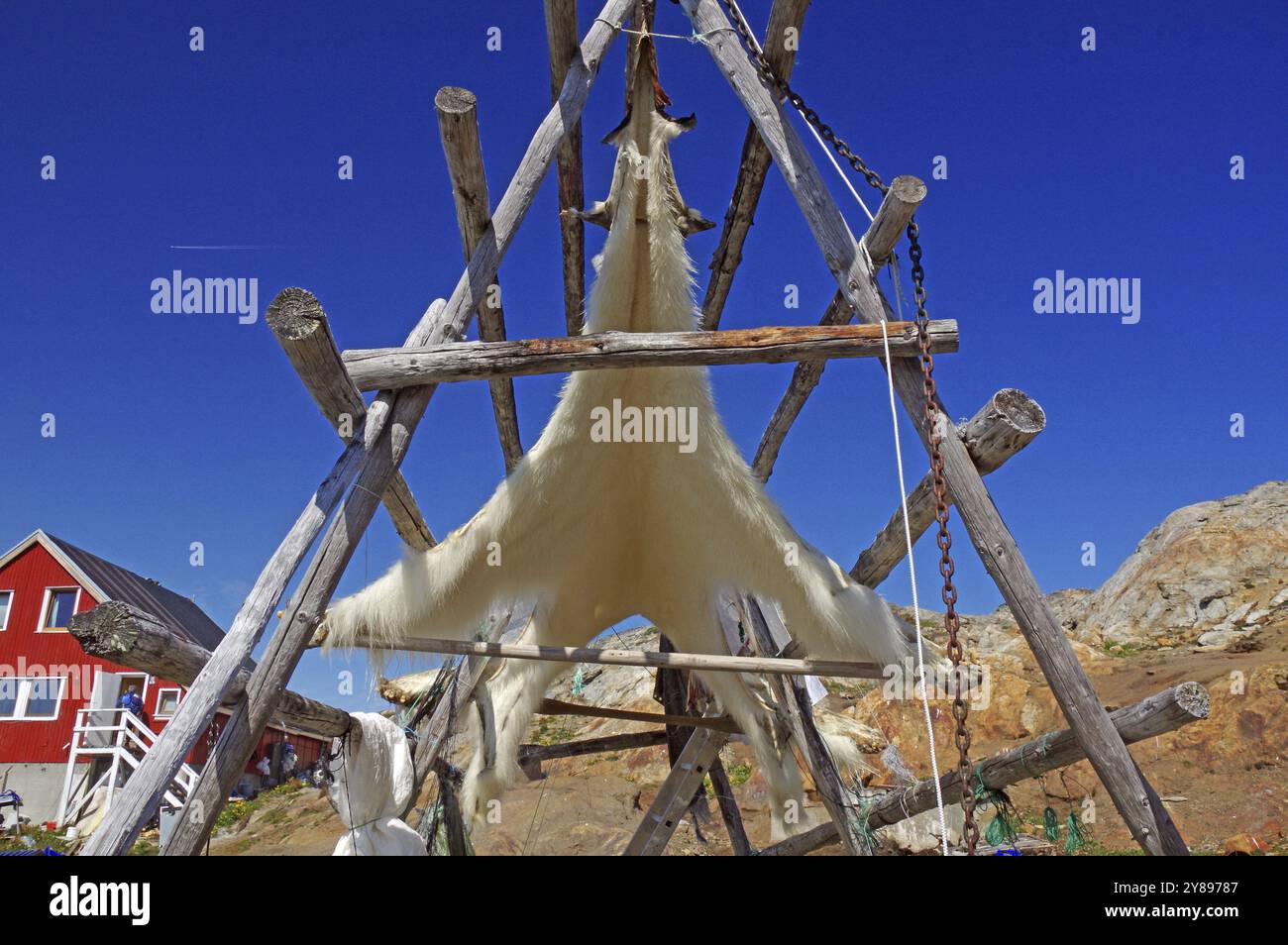 A polar bear pelt hanging to dry on a wooden rack with a blue house in the background, Arctic ...