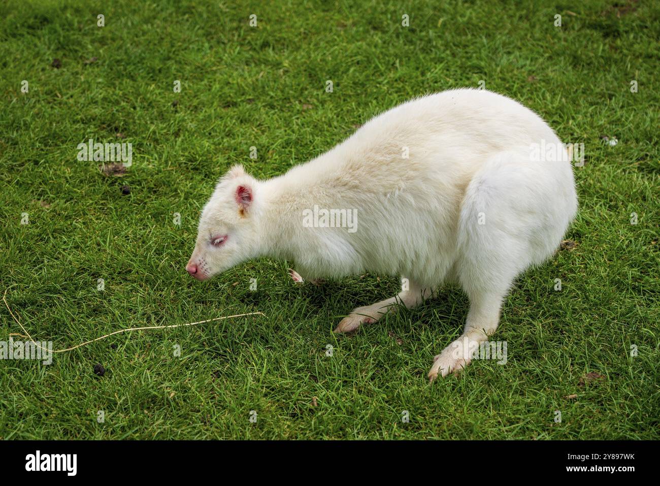 A snow white albino wallaby (kangaroo Stock Photo - Alamy
