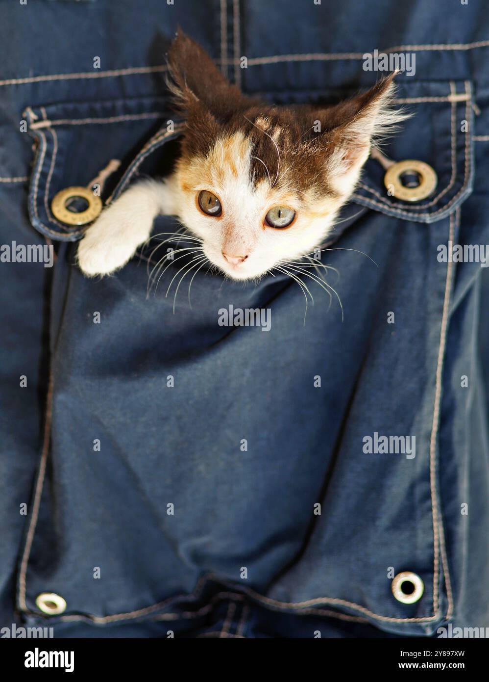 A small kitty inside a pocket Stock Photo - Alamy