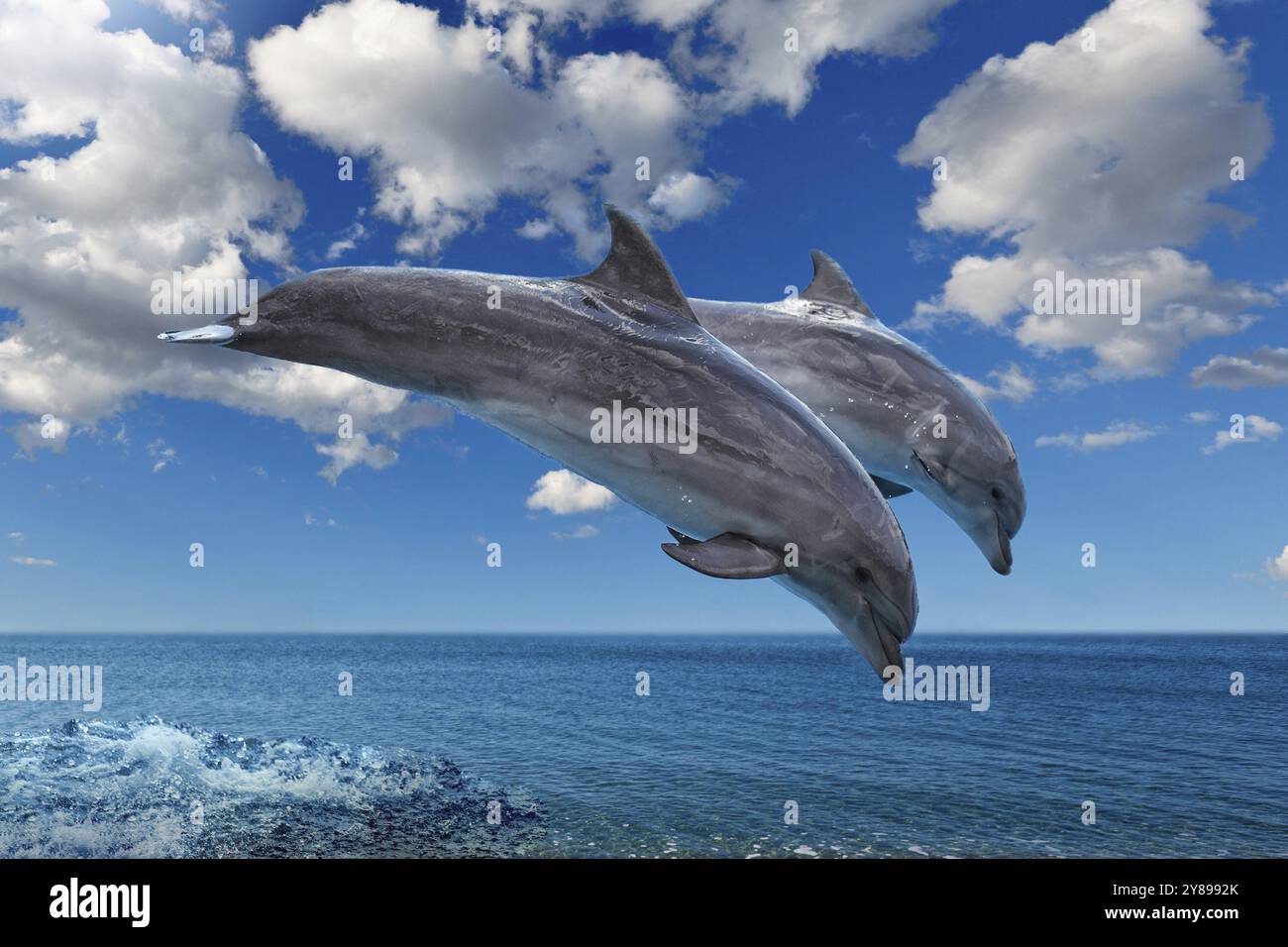 Dolphins jump out water hi-res stock photography and images - Alamy