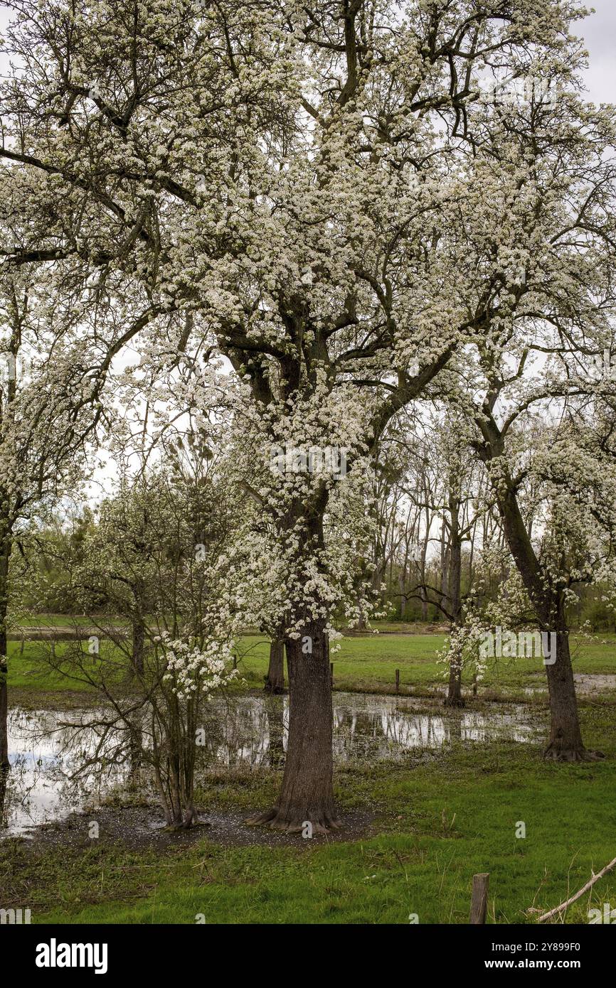 Spring trees in the nature reserve in Germany Stock Photo - Alamy
