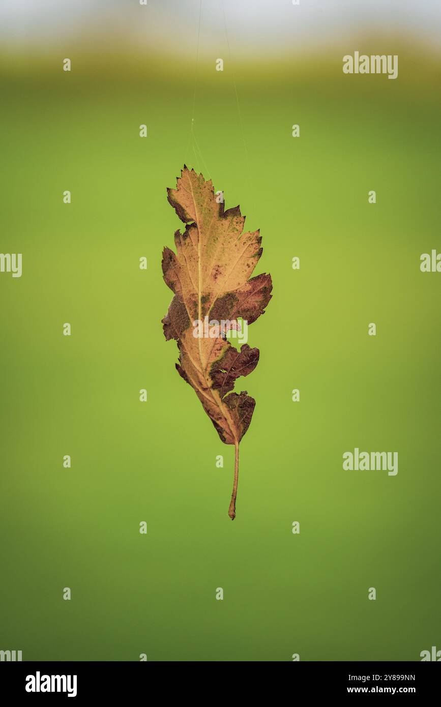 Fallen autumn leaf of an oak tree on a spider web Stock Photo - Alamy