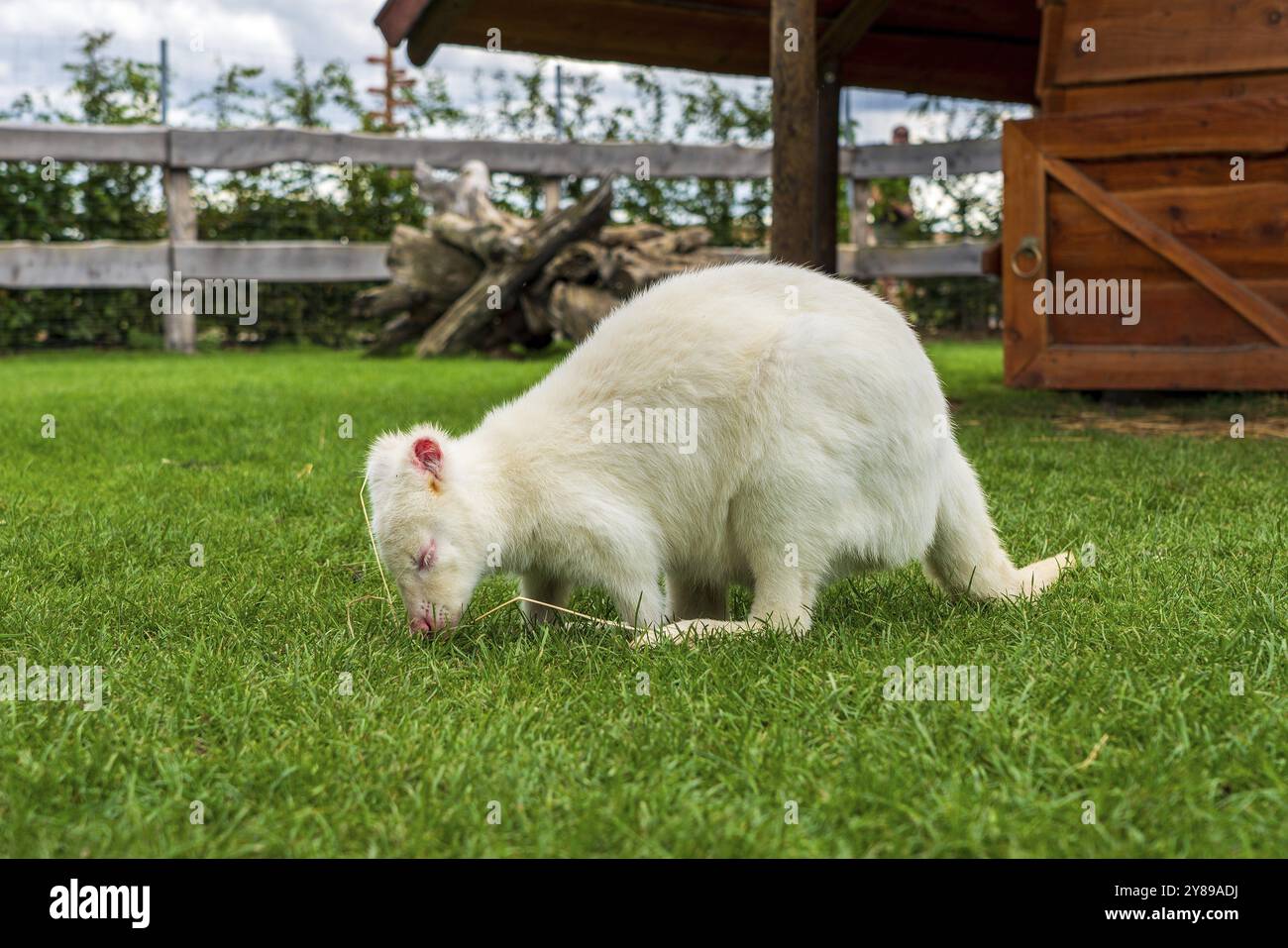 A snow white albino wallaby (kangaroo Stock Photo - Alamy