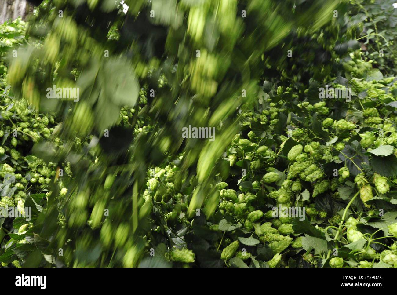 hop farming on the field as a culture hop farming on the field Stock ...