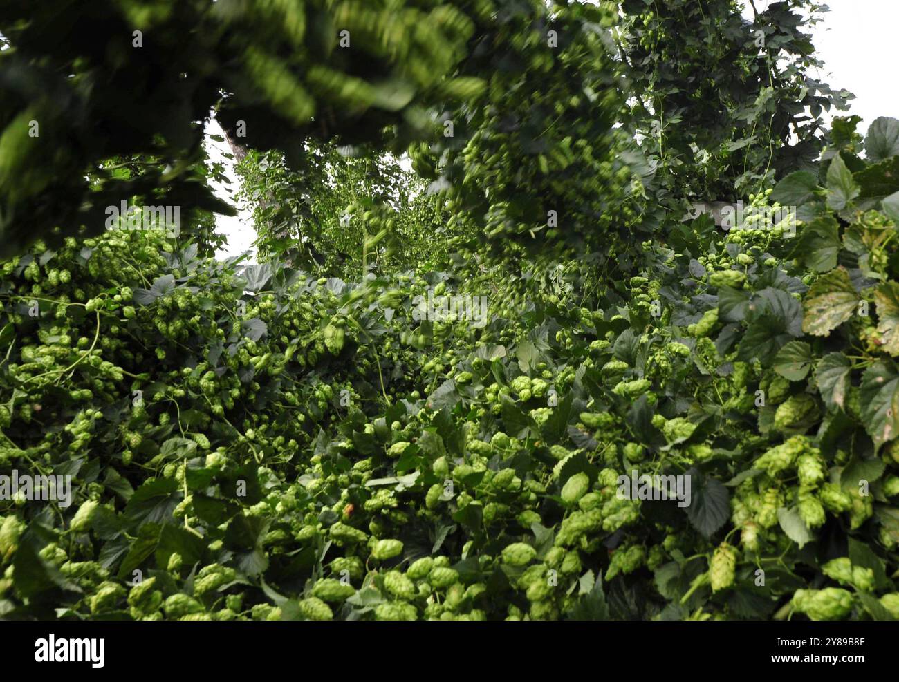 hop farming on the field as a culture hop farming on the field Stock ...