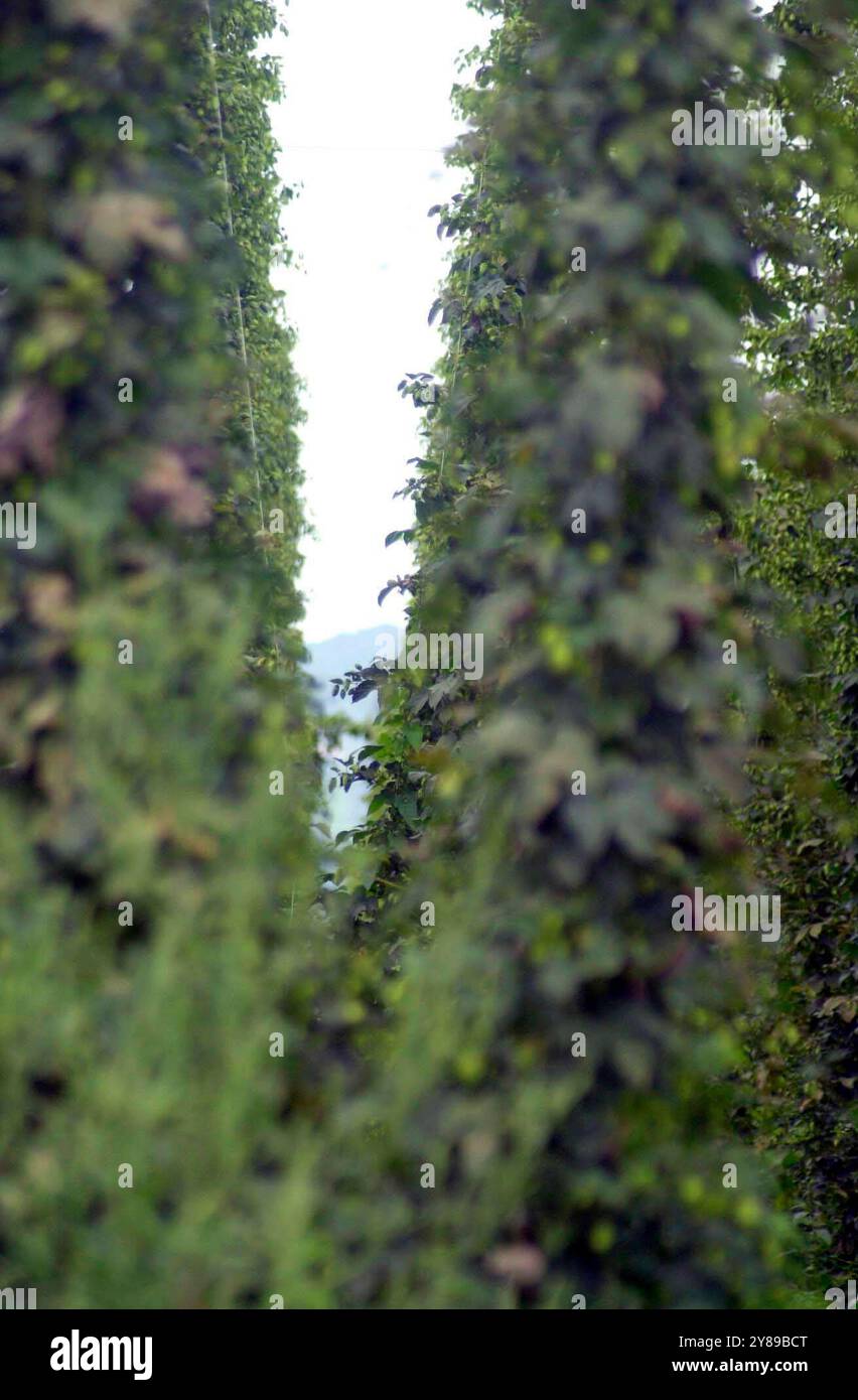 hop farming on the field as a culture hop farming on the field Stock ...