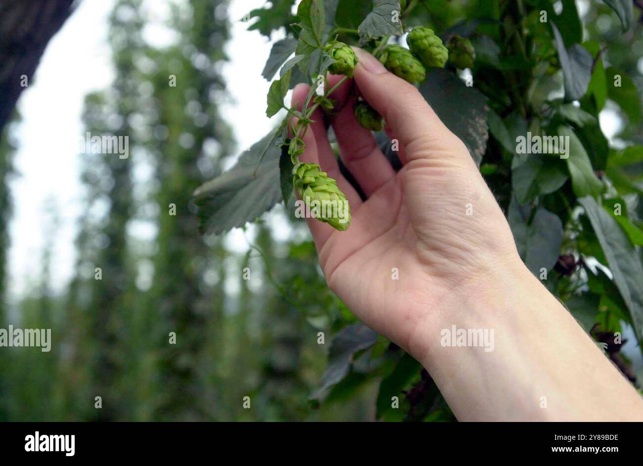 hop farming on the field as a culture hop farming on the field Stock ...