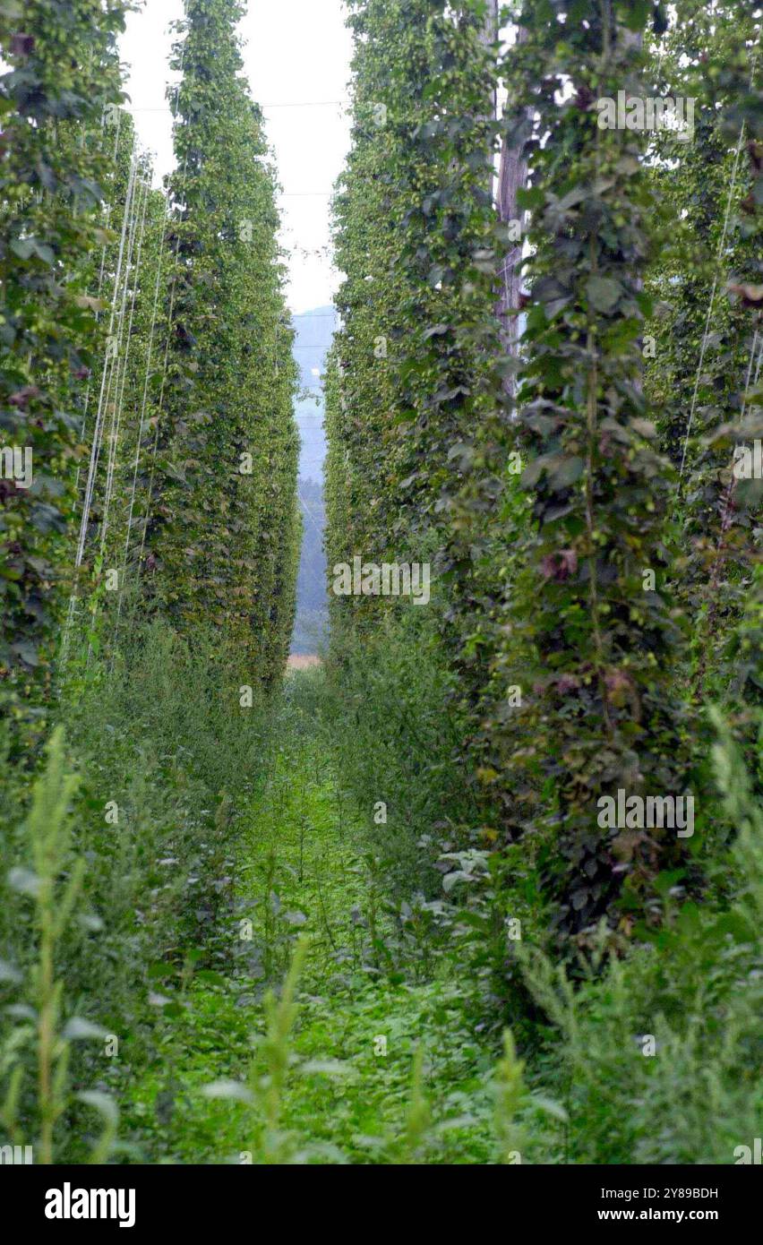 hop farming on the field as a culture hop farming on the field Stock ...
